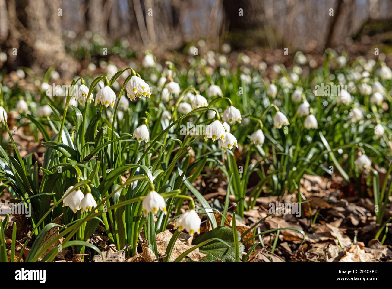Nice snowflake hi-res stock photography and images - Alamy
