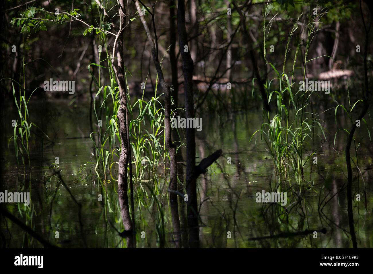 Tall grass and small trees growing in a swamp Stock Photo - Alamy