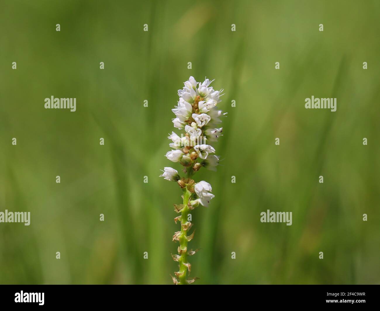 White flowers of Bistorta vivipara on Mt Mokra Gora in southwestern ...