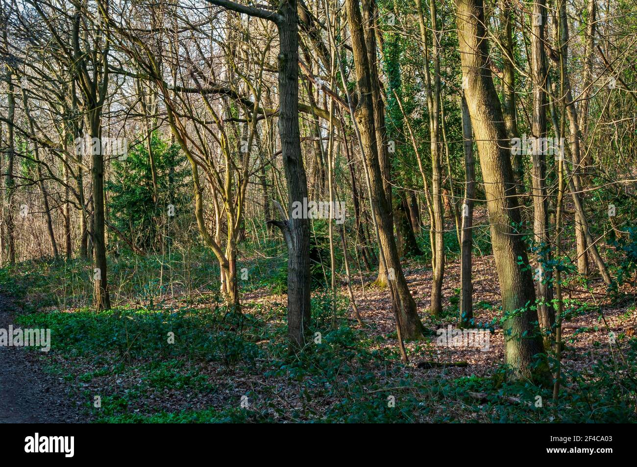 Trees in spring sunshine in Jervis Lum, a small area of woodland near ...