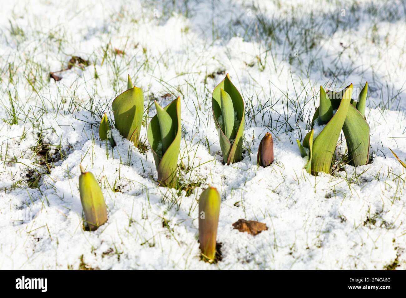 snow covered tulip plants Stock Photo - Alamy