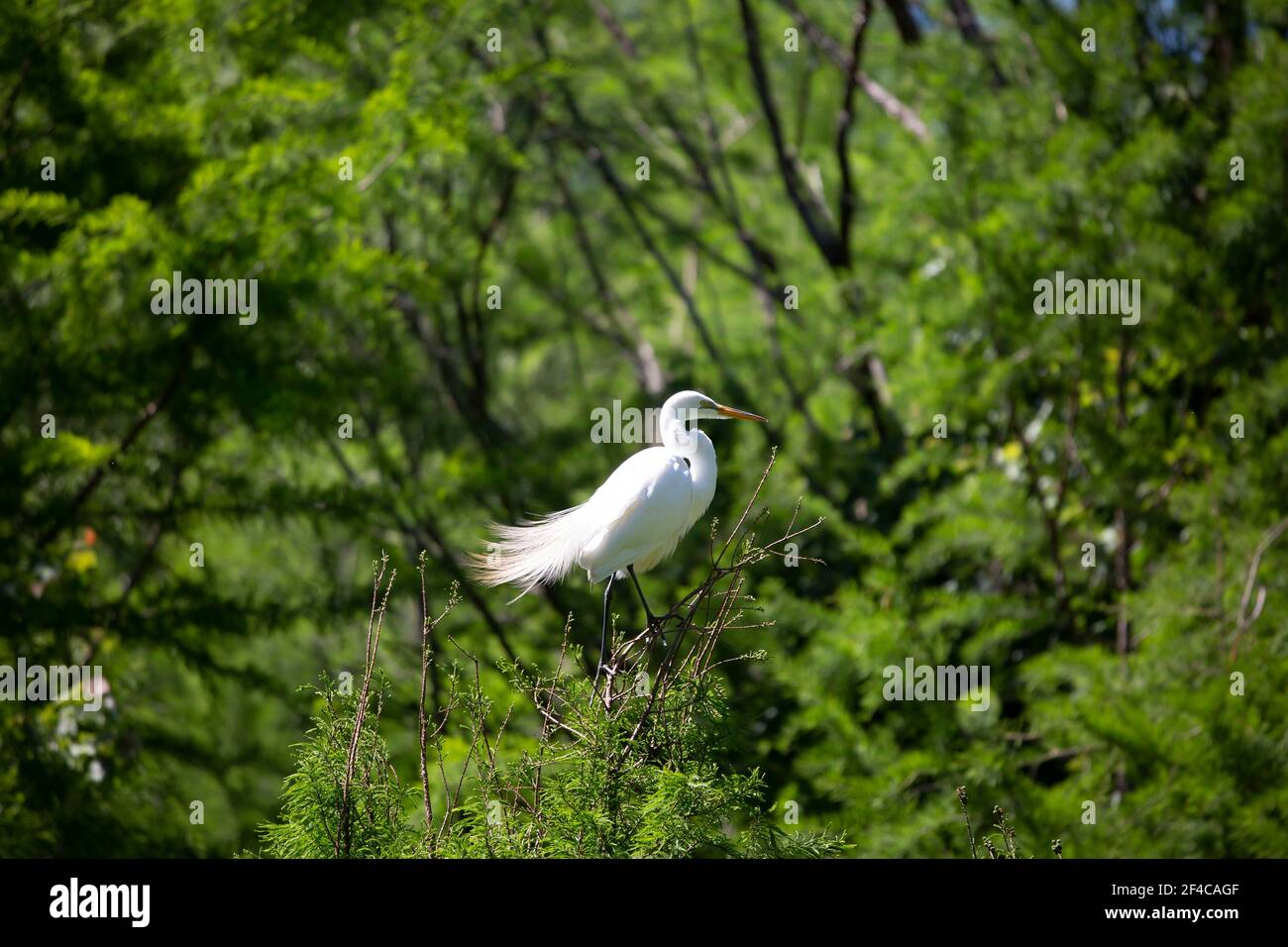 Great egret (Ardea alba) guarding its colony from a tree perch Stock ...