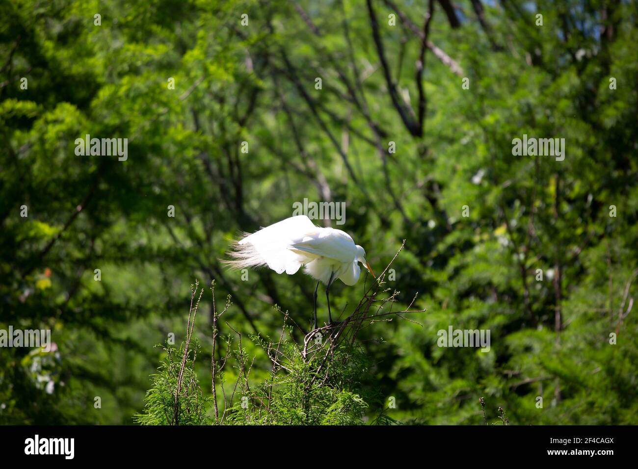 Great egret (Ardea alba) guarding its colony from a tree perch Stock ...