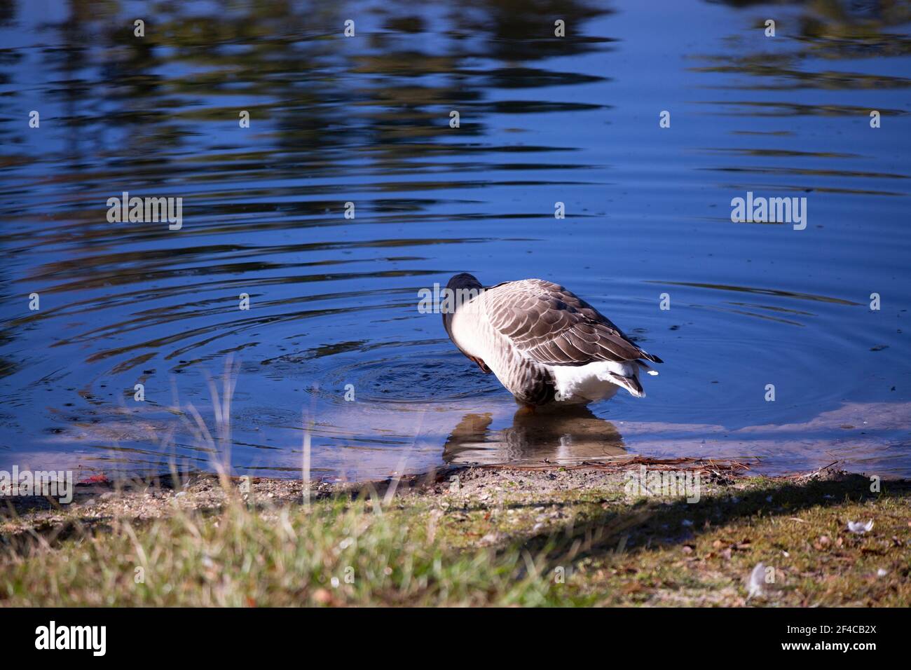 Greylag goose (Anser anser) drinking water from the shore Stock Photo - Alamy