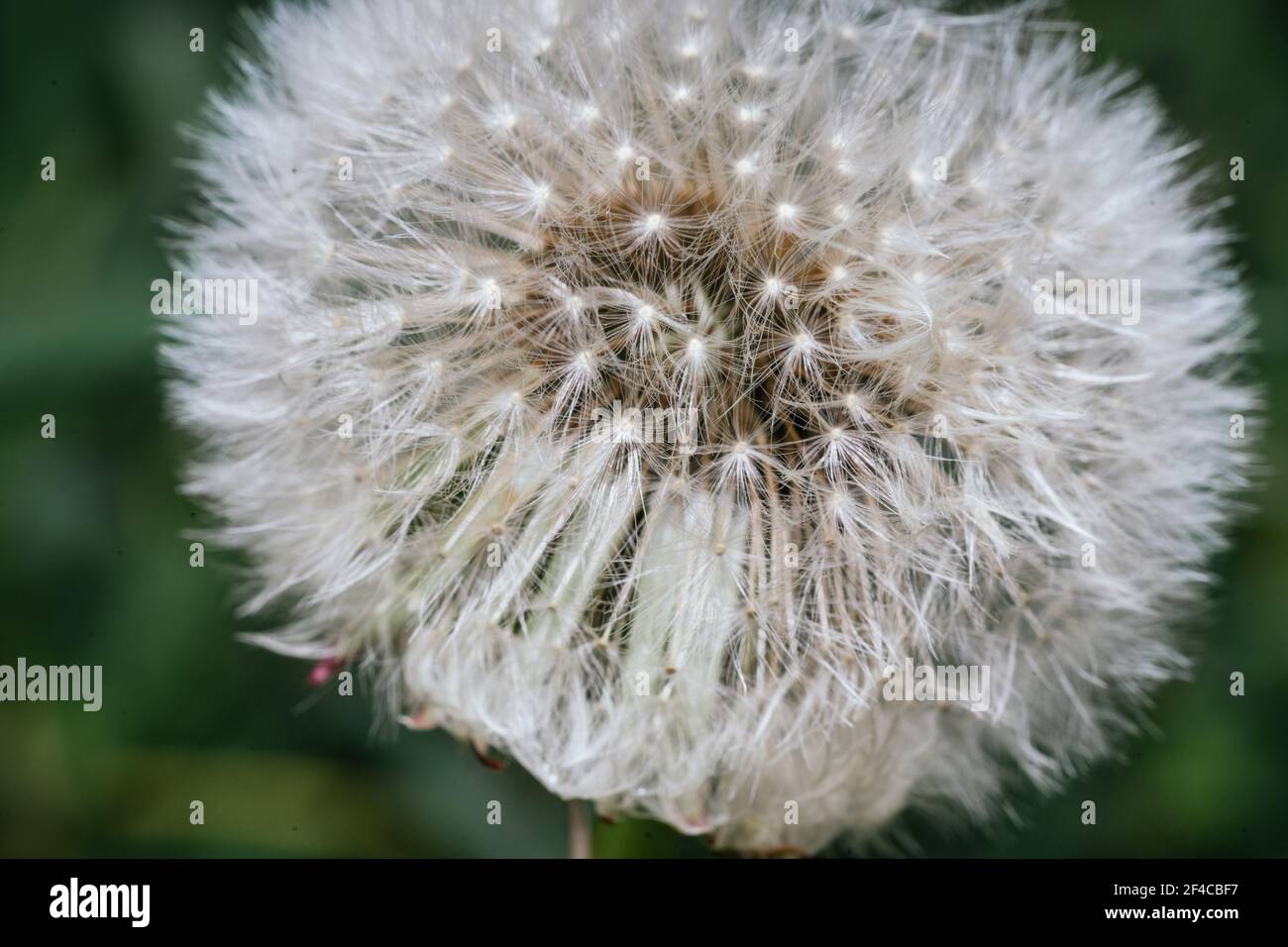 A closeup of Taraxacum officinale or dandelion with silver-tufted ...