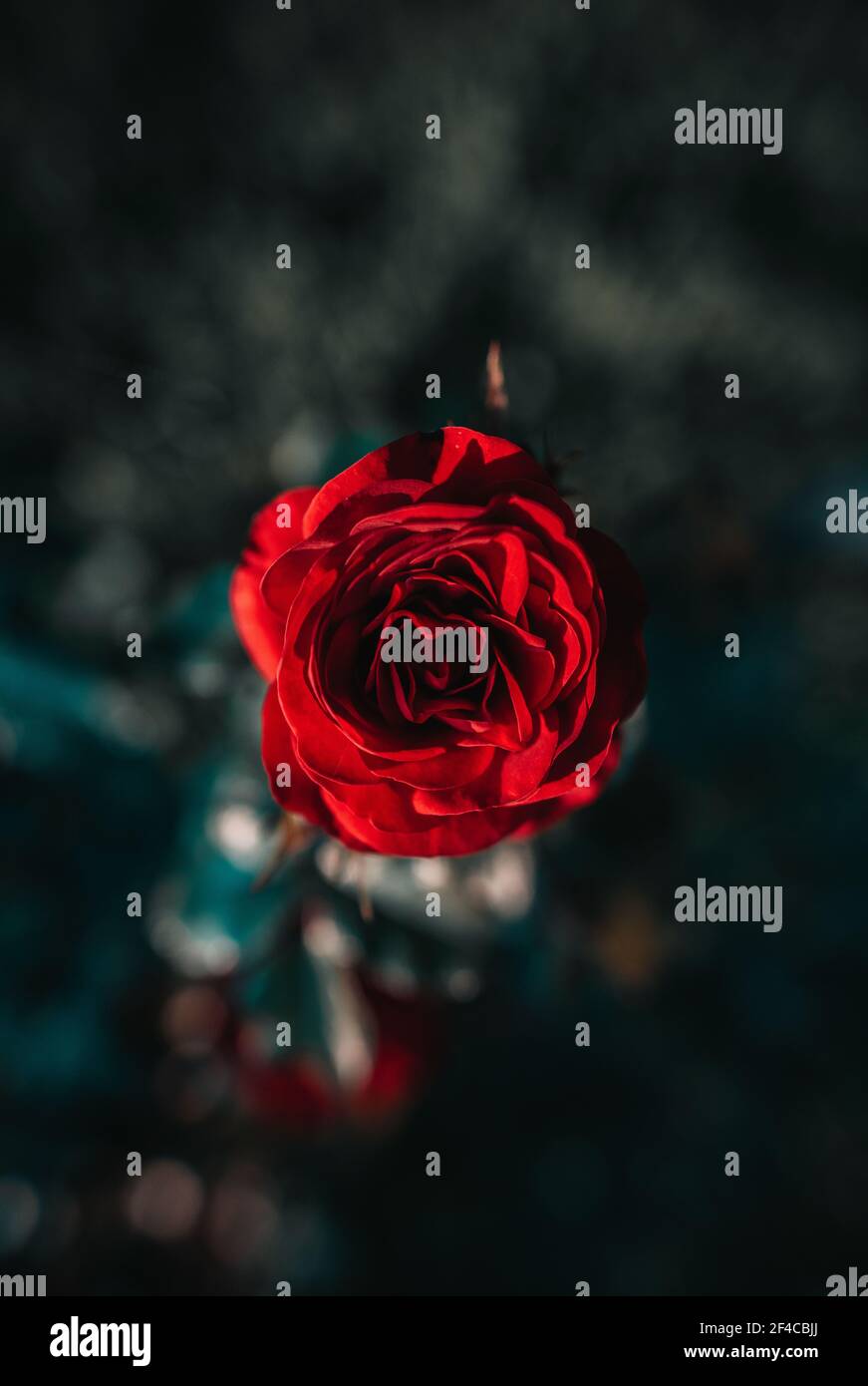 A top view of a red rose in its full bloom Stock Photo - Alamy