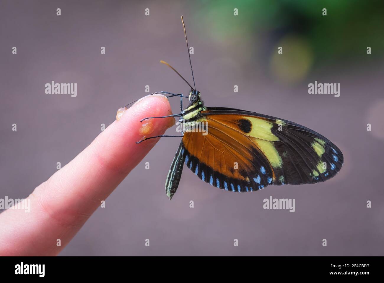 Numata longwing hi-res stock photography and images - Alamy