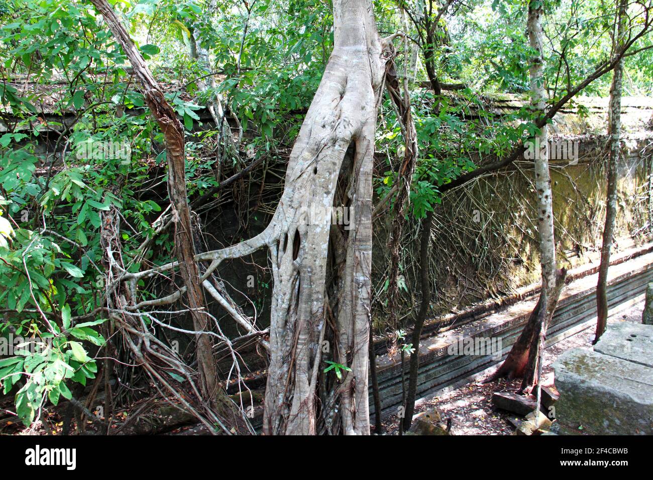 Jungle ruins of Beng Mealea temple, Cambodia Stock Photo - Alamy