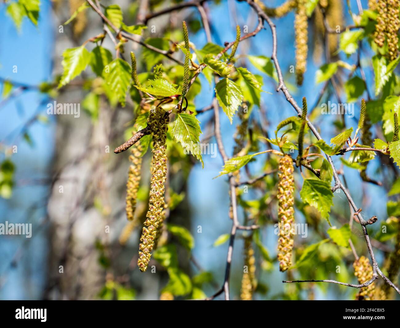 Birch tree blossom, Betula pendula Stock Photo - Alamy