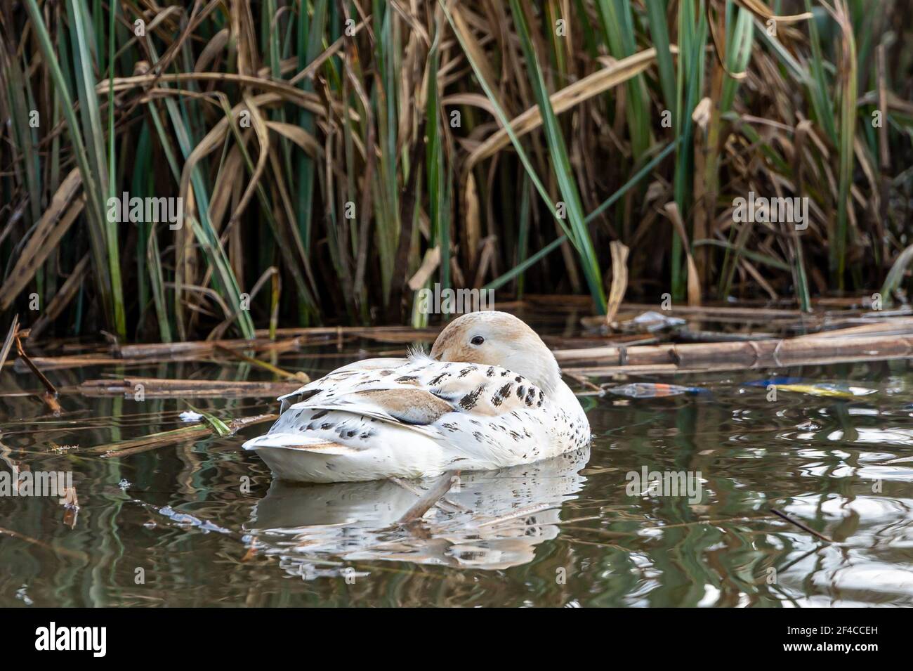 Leucistic mallard hen hi-res stock photography and images - Alamy