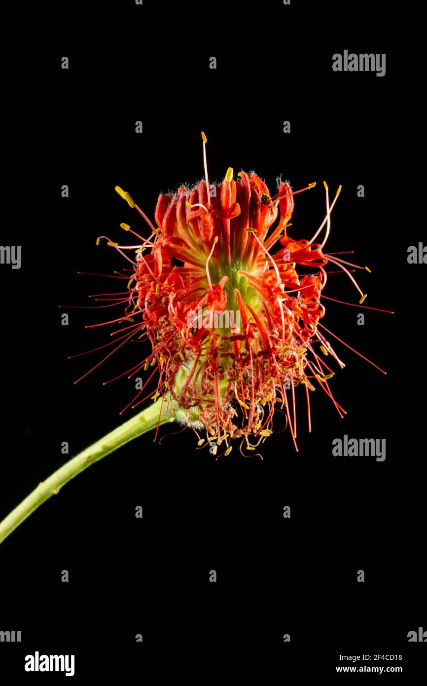 Western australian flower hi-res stock photography and images - Alamy