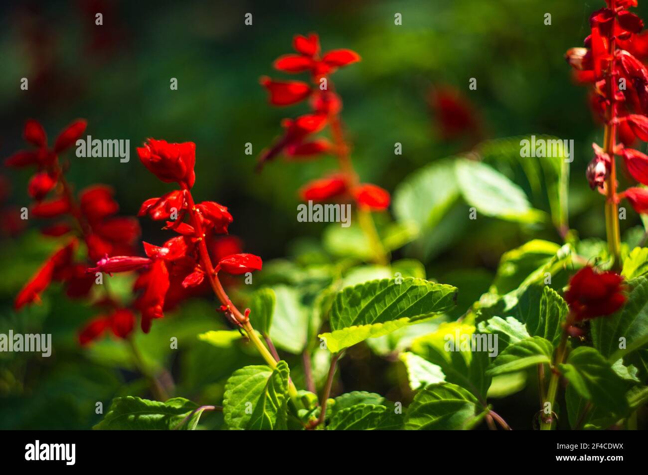 Scarlet sage salvia splendens hi-res stock photography and images - Alamy