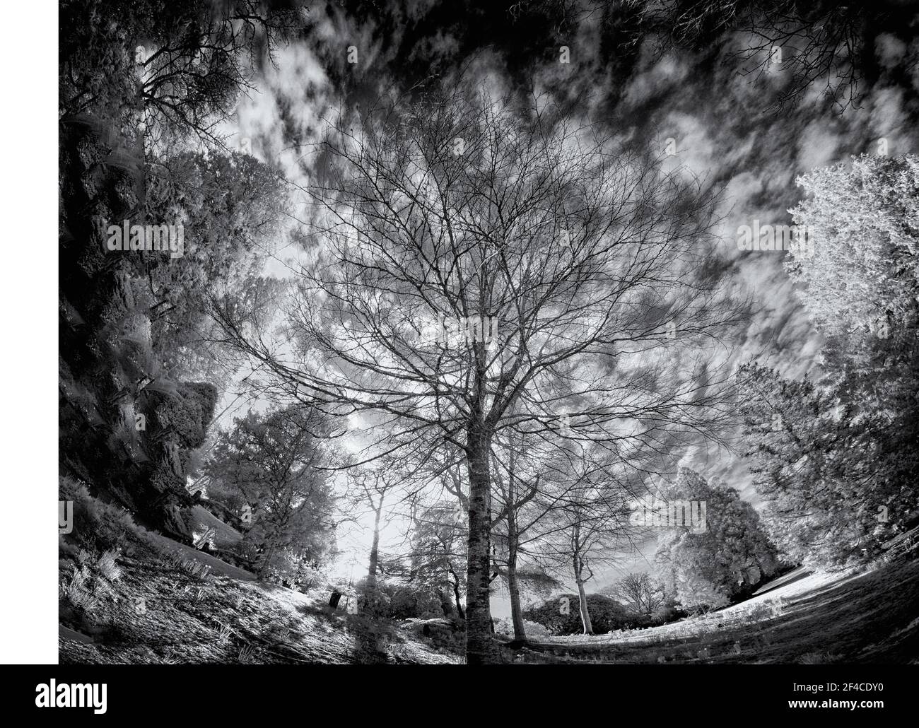 infrared trees in woodland cornwall england uk Stock Photo - Alamy