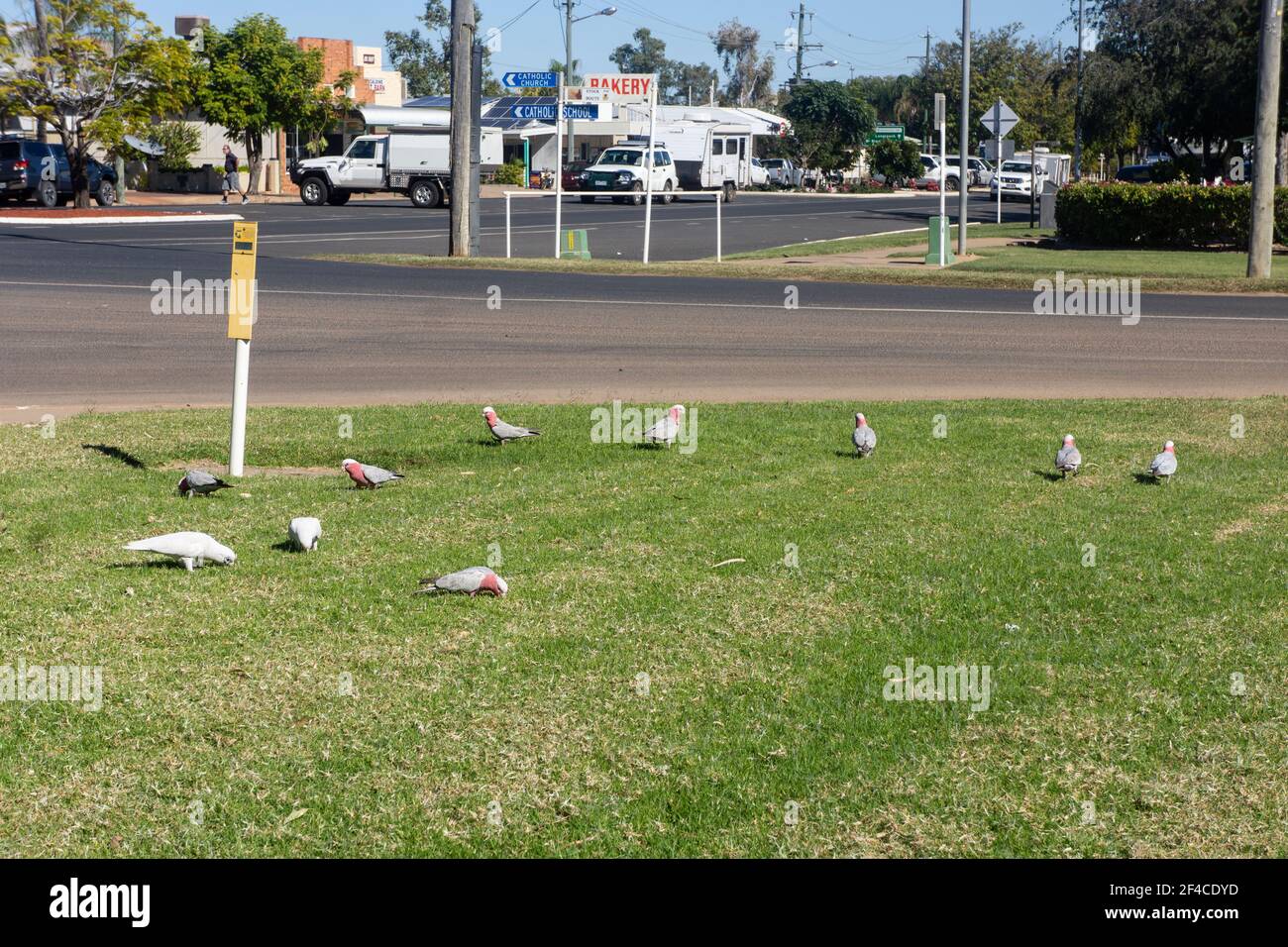 A flock of Australian wild birds including galahs and corellas feeding ...