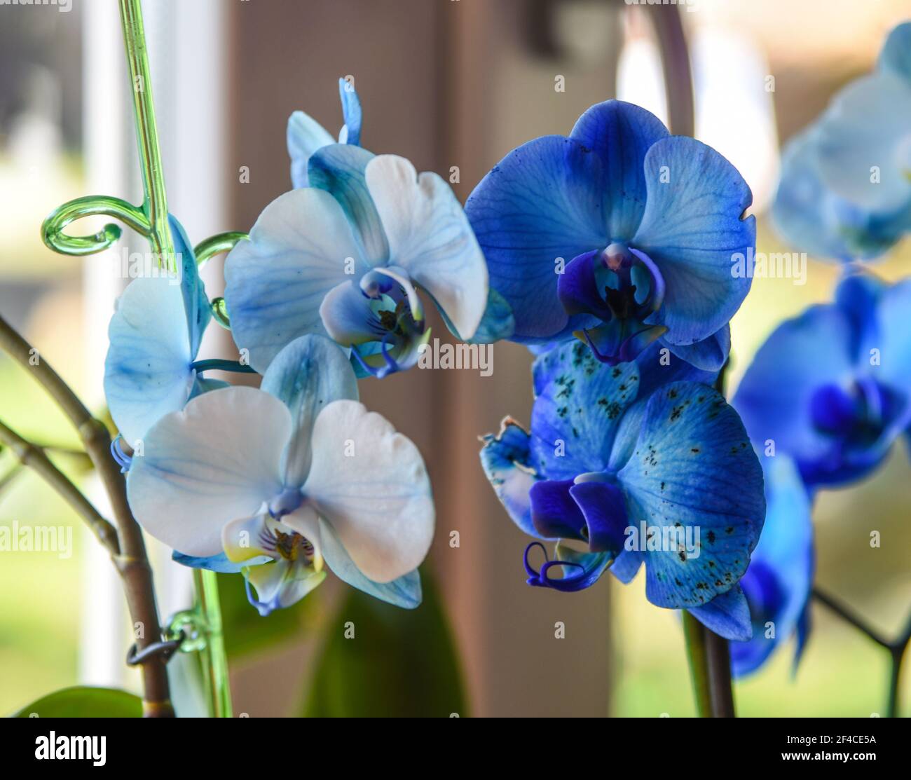 Blue orchidee hi-res stock photography and images - Alamy