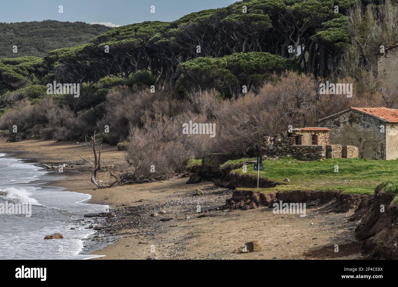 Tamarisk tree forest hi-res stock photography and images - Alamy