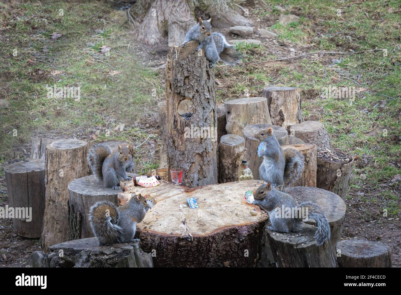 A funny shot of a group of squirrels playing cards and drinking around ...