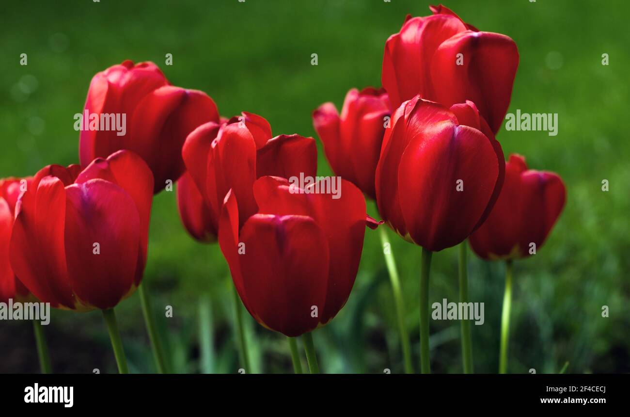 Dramatic blood-coloured dark red tulips on green springtime grass ...