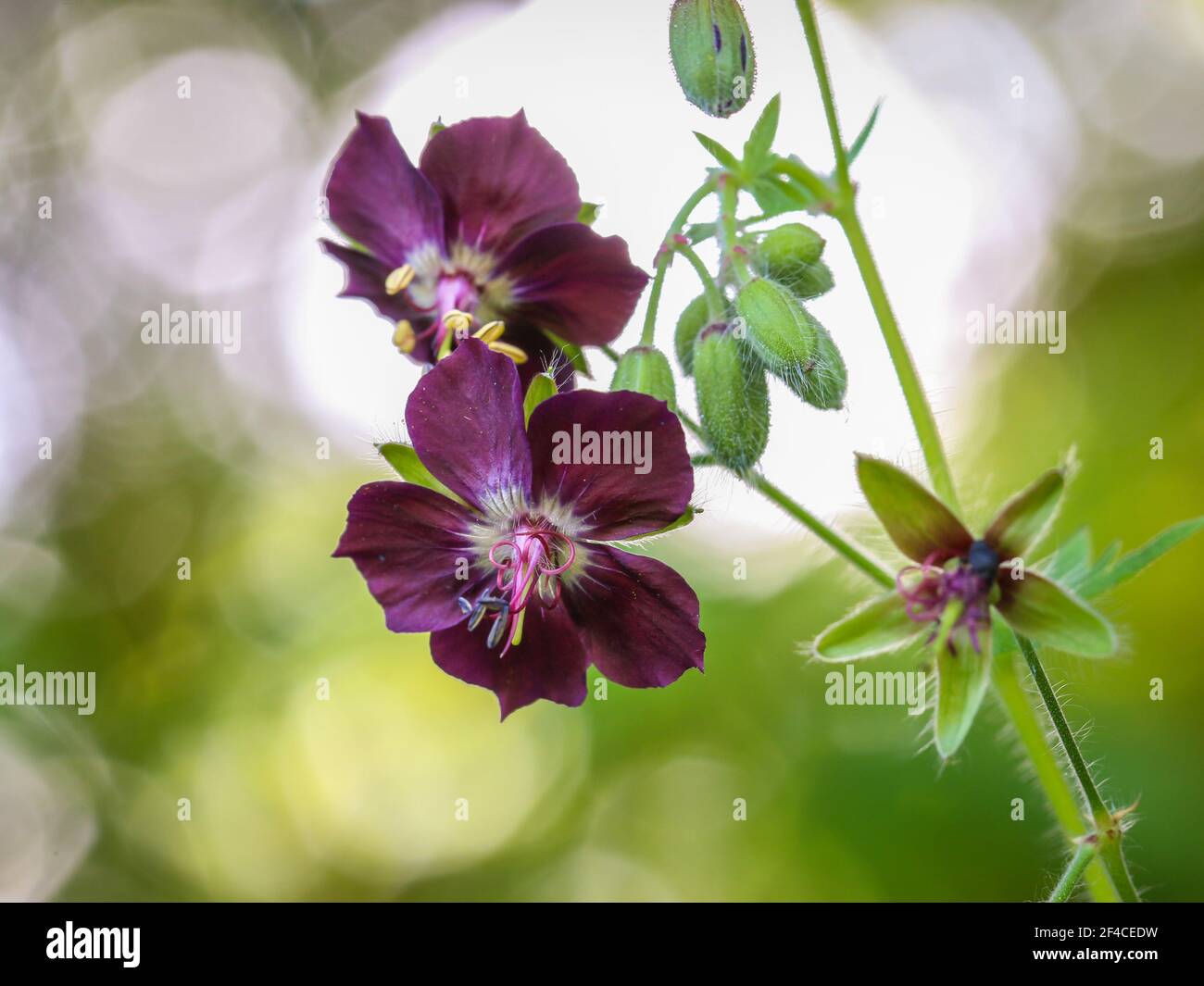 Geranium phaeum hi-res stock photography and images - Alamy