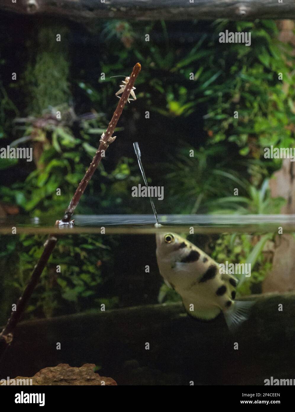 A vertical shot of an archerfish shooting a water stream at an insect ...