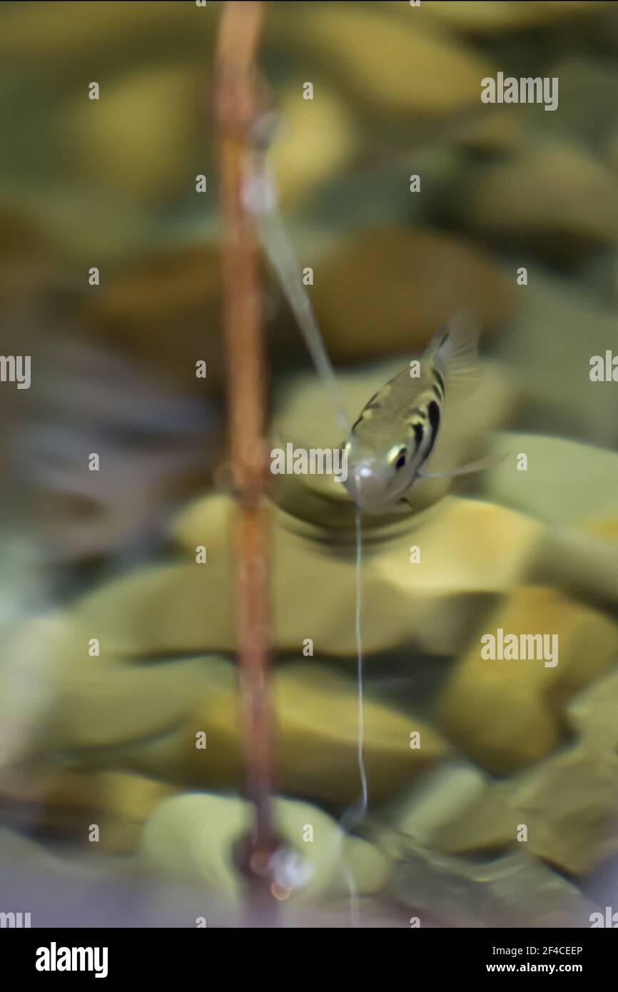 A vertical shot of an archerfish shooting a water stream at an insect ...