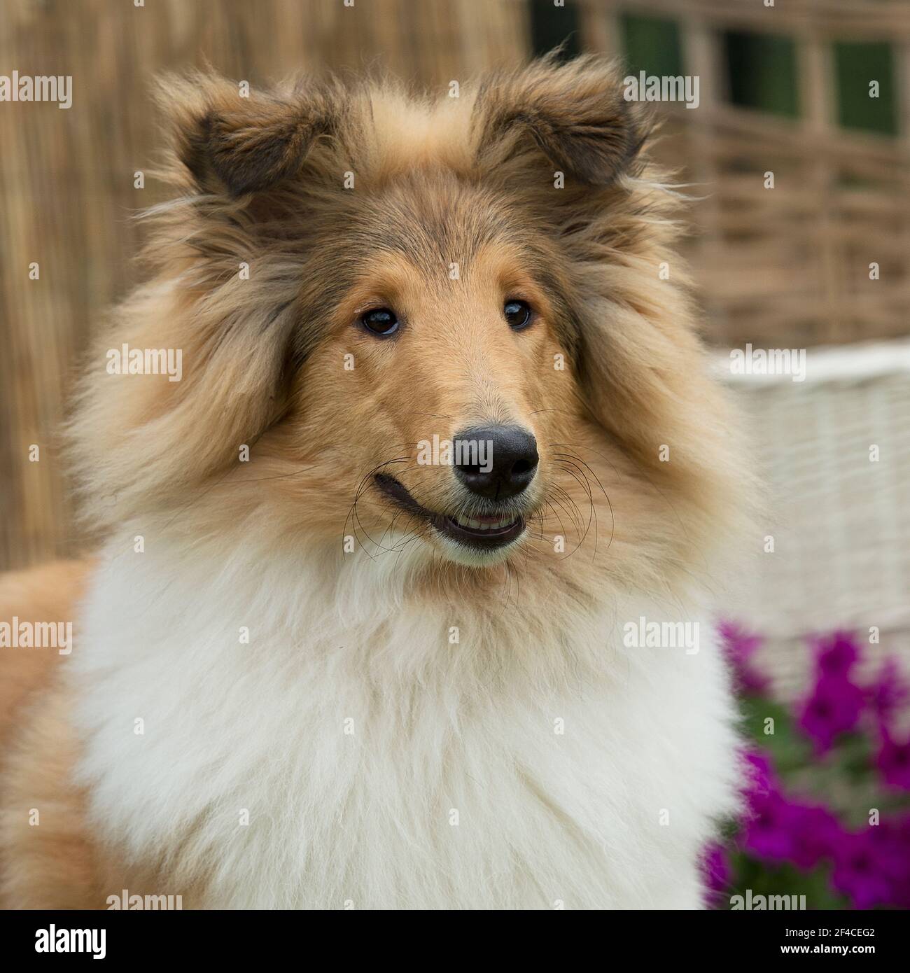 rough collie dog Stock Photo - Alamy