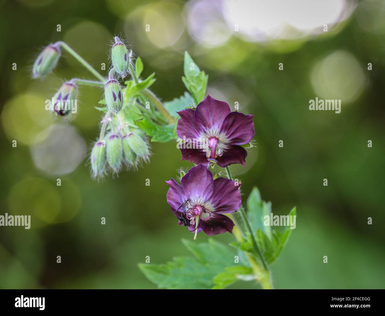 Purple flowers of Geranium phaeum, dusky cranesbill on Mt Mokra Gora ...