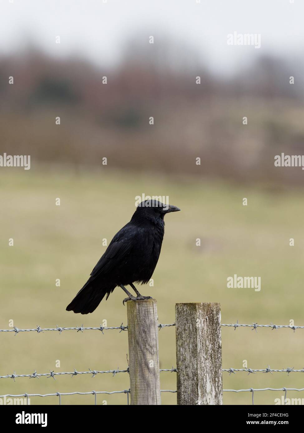 Wire nuts hi-res stock photography and images - Alamy