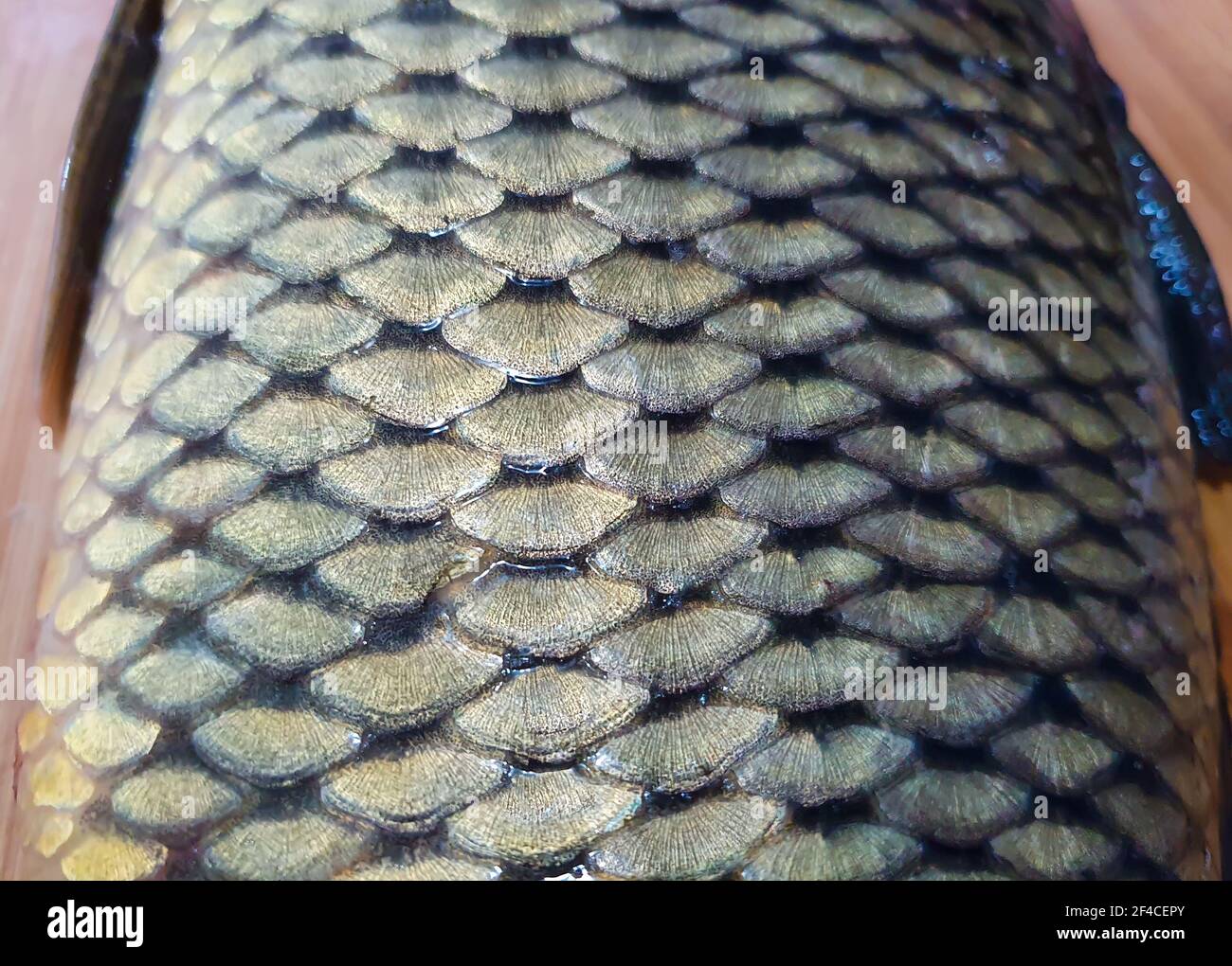 A closeup shot of carp scales Stock Photo - Alamy