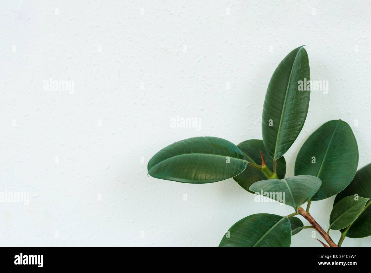Rubber fig plant hi-res stock photography and images - Alamy