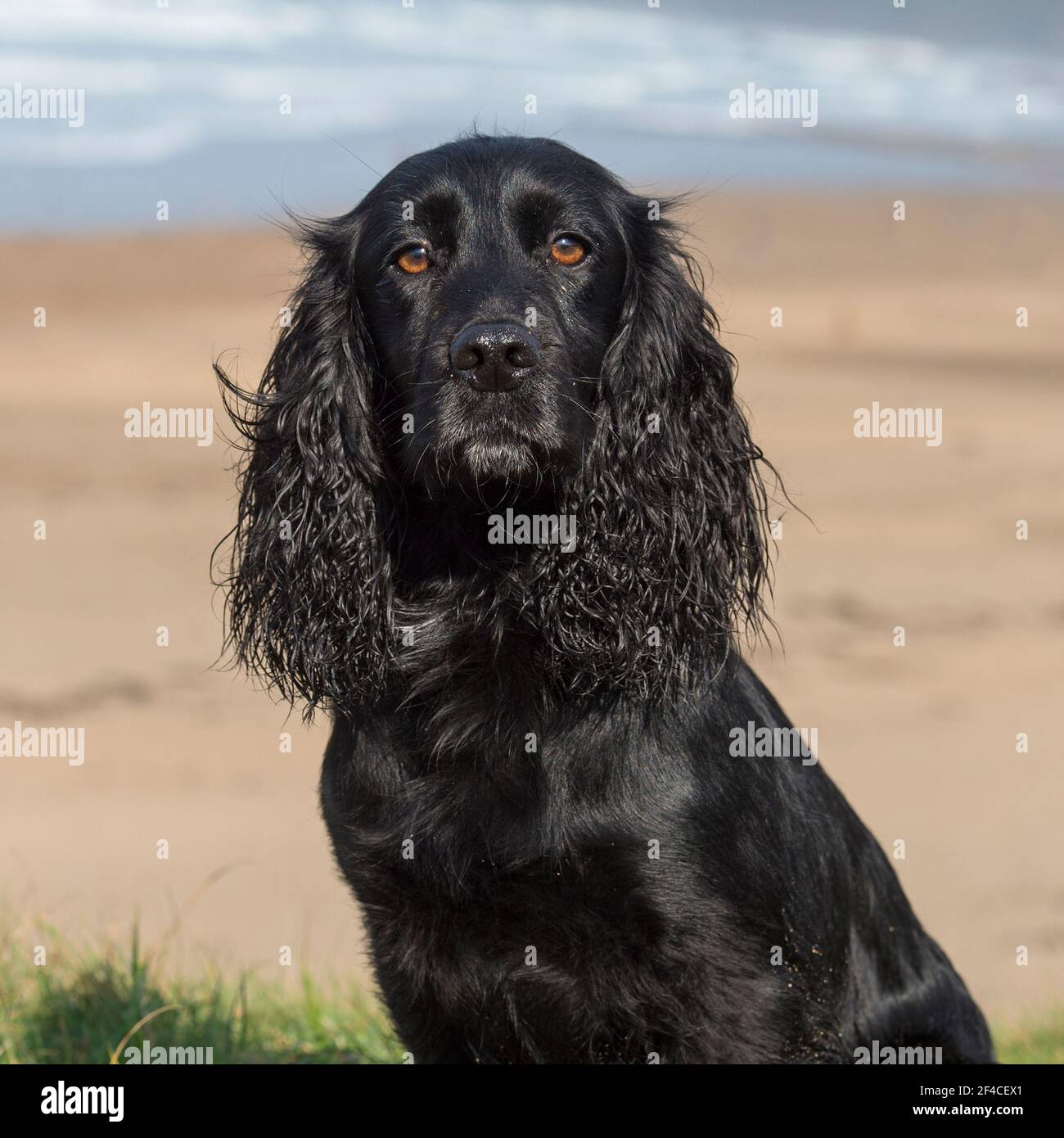 Working cocker spaniel playing hi-res stock photography and images - Alamy