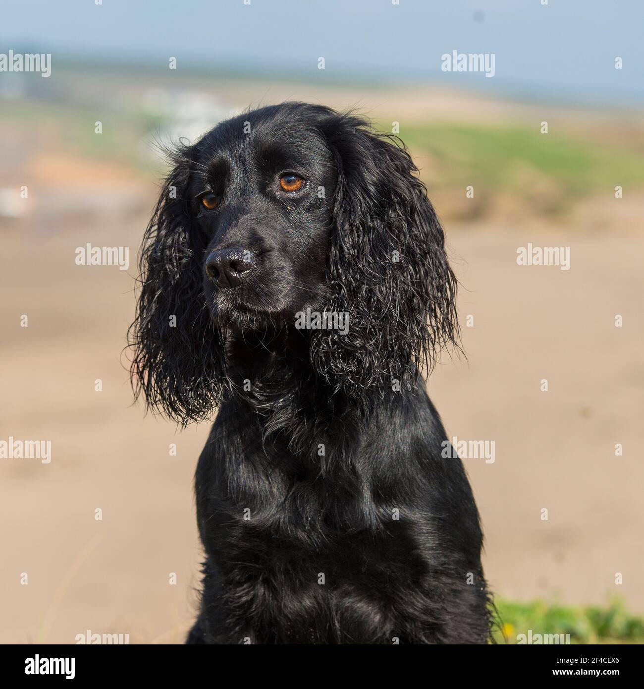 Portrait cocker spaniel hi-res stock photography and images - Alamy