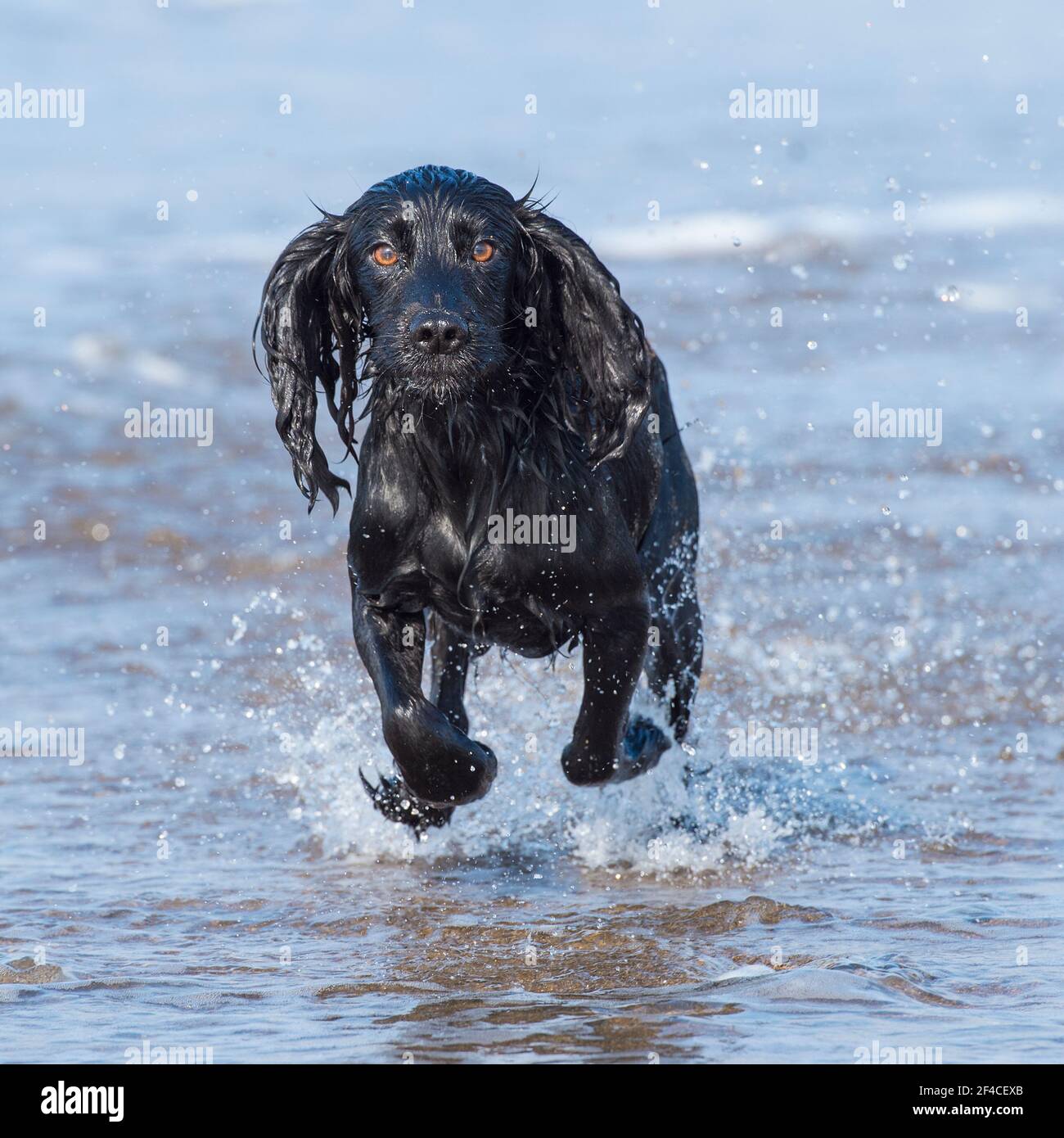 Working cocker spaniel playing hi-res stock photography and images - Alamy