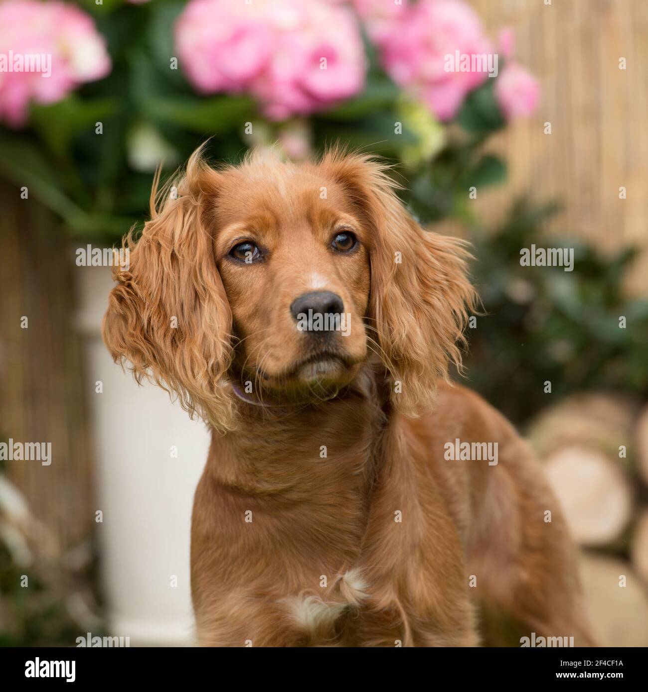 english cocker spaniel Stock Photo - Alamy