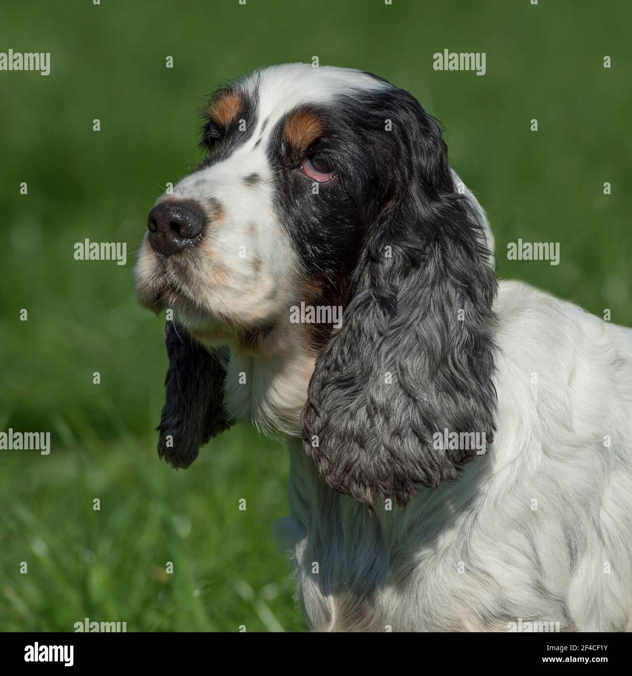 english cocker spaniel Stock Photo - Alamy