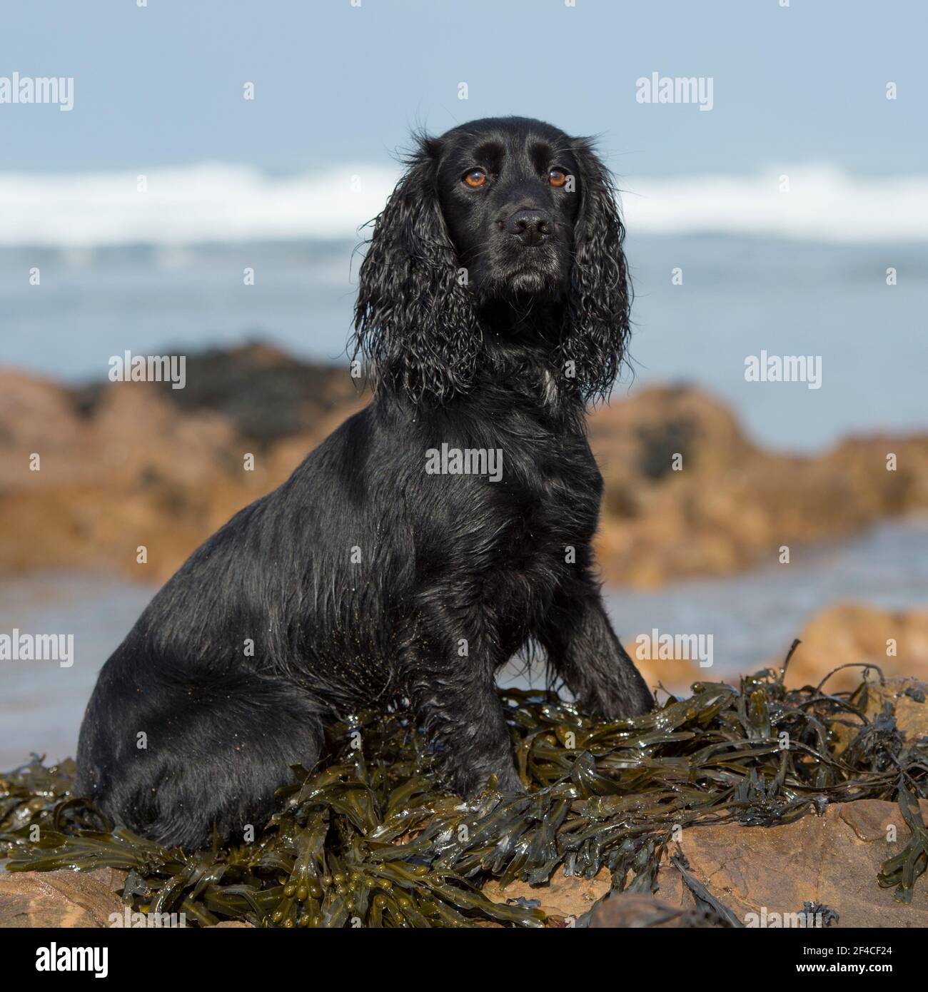 Cocker spaniel sitting hi-res stock photography and images - Alamy