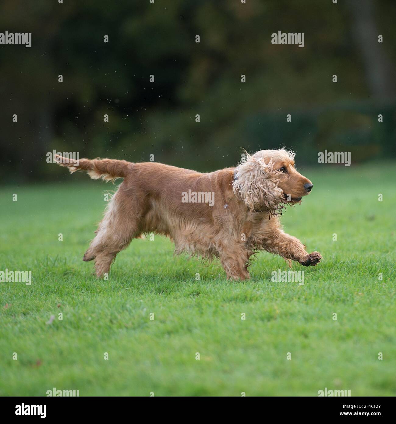 English cocker spaniel side hi-res stock photography and images - Alamy
