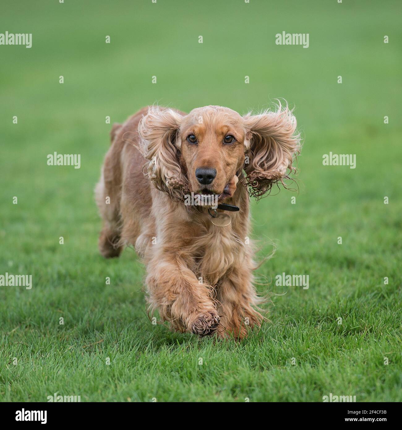 english cocker spaniel running Stock Photo - Alamy