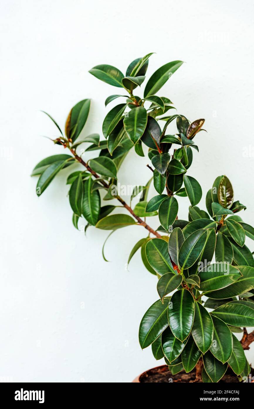 Dark green leaves fig tree plant or Ficus species, the tropical ...