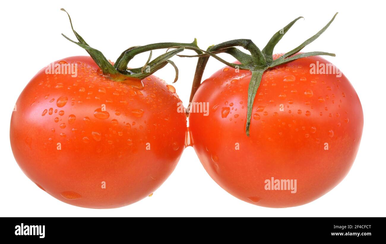 Two tomato on branch isolated on white background Stock Photo - Alamy