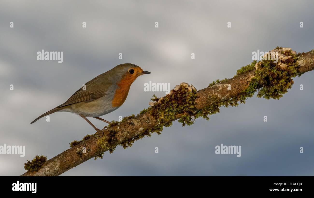 bird, natur, ast, wild lebende tiere, stieglitz, tier, baum, finch ...