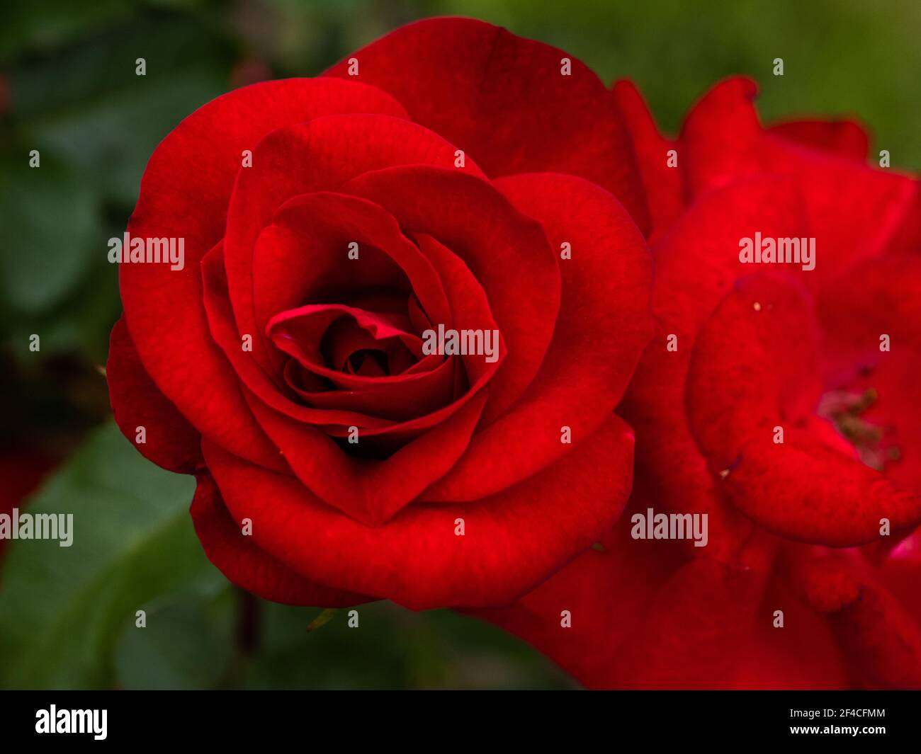 Wild rose bush hi-res stock photography and images - Alamy