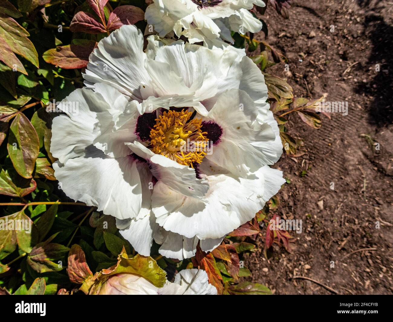 The Flowers Of Wild Rose Medicinal. Blooming Wild Rose Bush. Rose hip ...