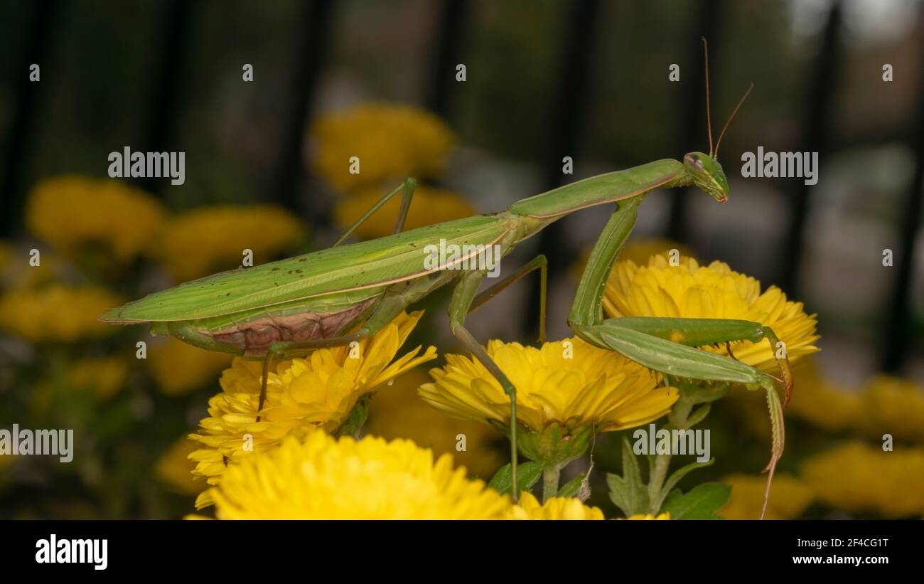 Praying Mantis or European Mantis (lat. Mantis religiosa) is a large ...