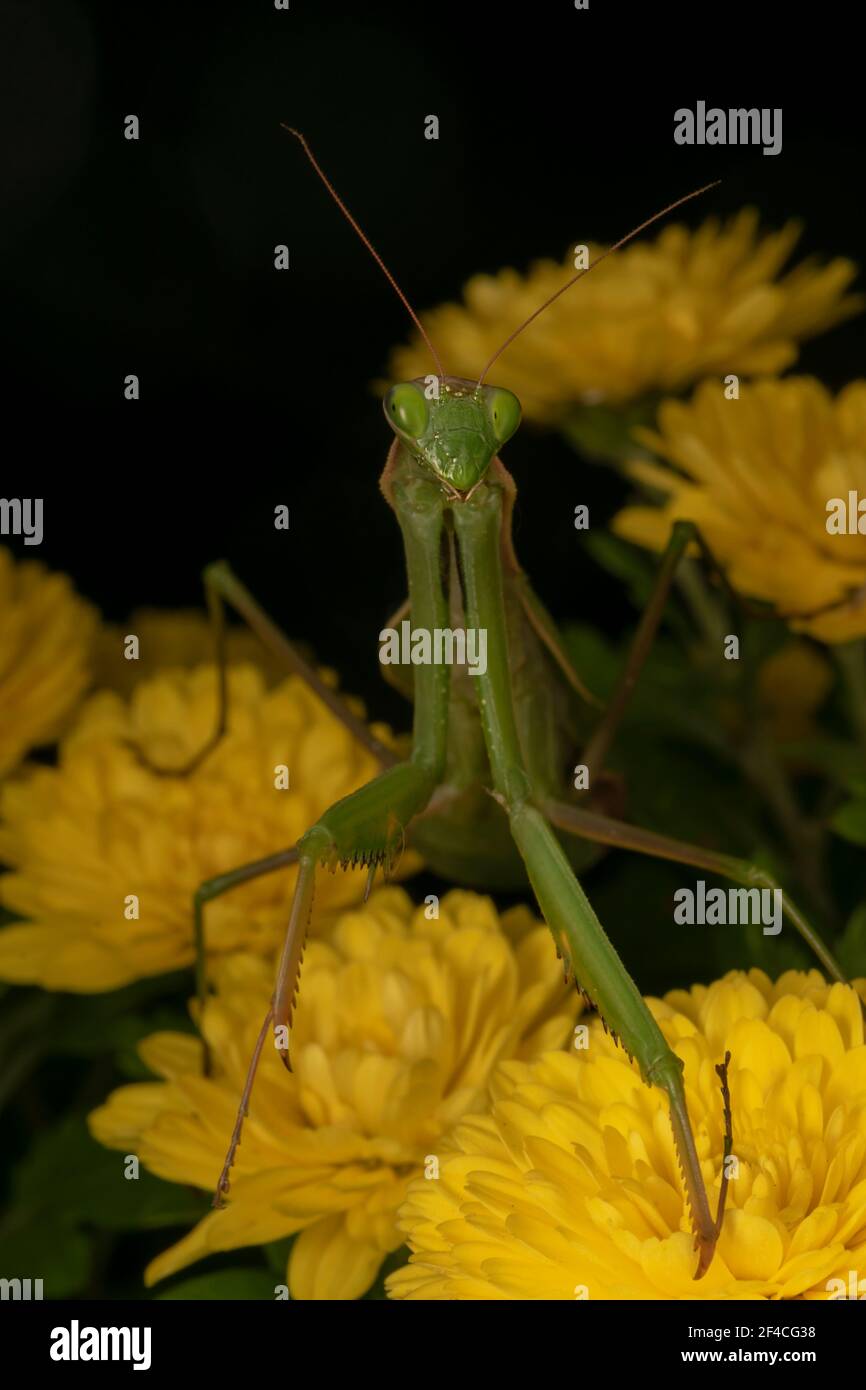Praying Mantis or European Mantis (lat. Mantis religiosa) is a large ...