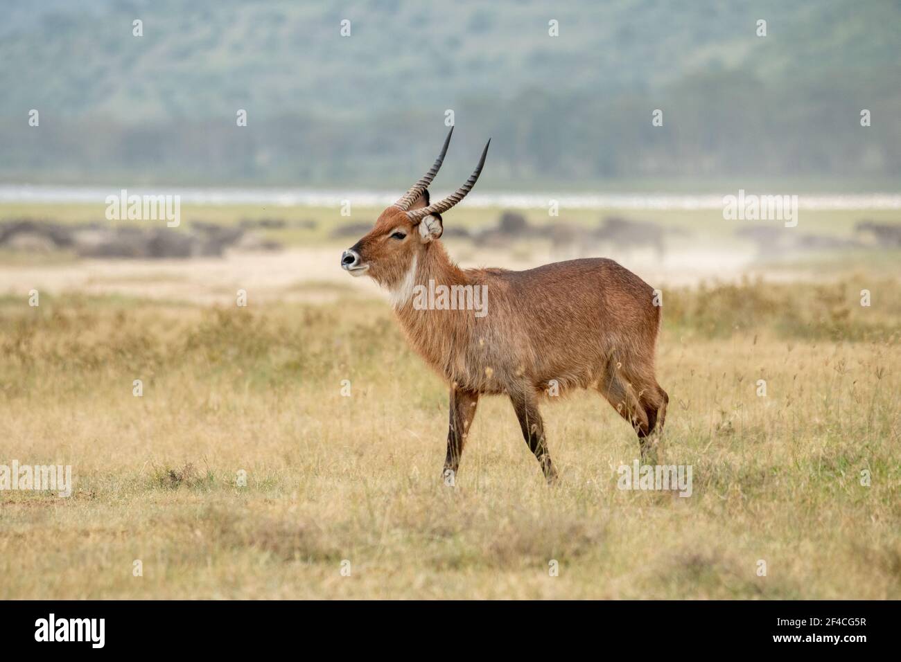 Waterbuck (Kobus ellipsiprymnus) walking around the dry grassland of ...