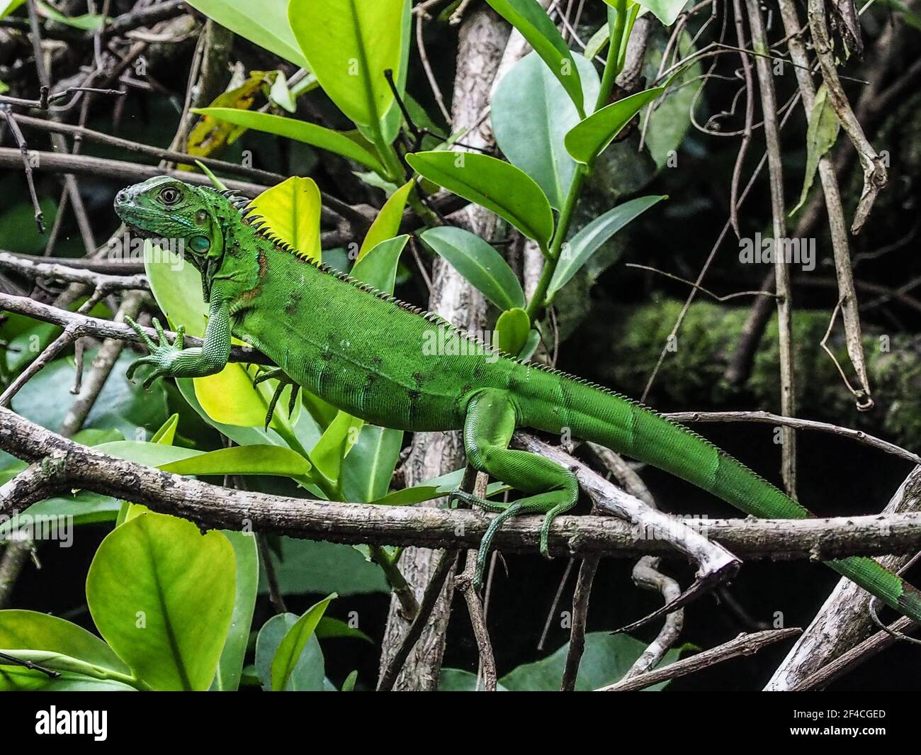 Green iguana climbs in a tree. Tortuguero Nationalpark, Costa Rica ...