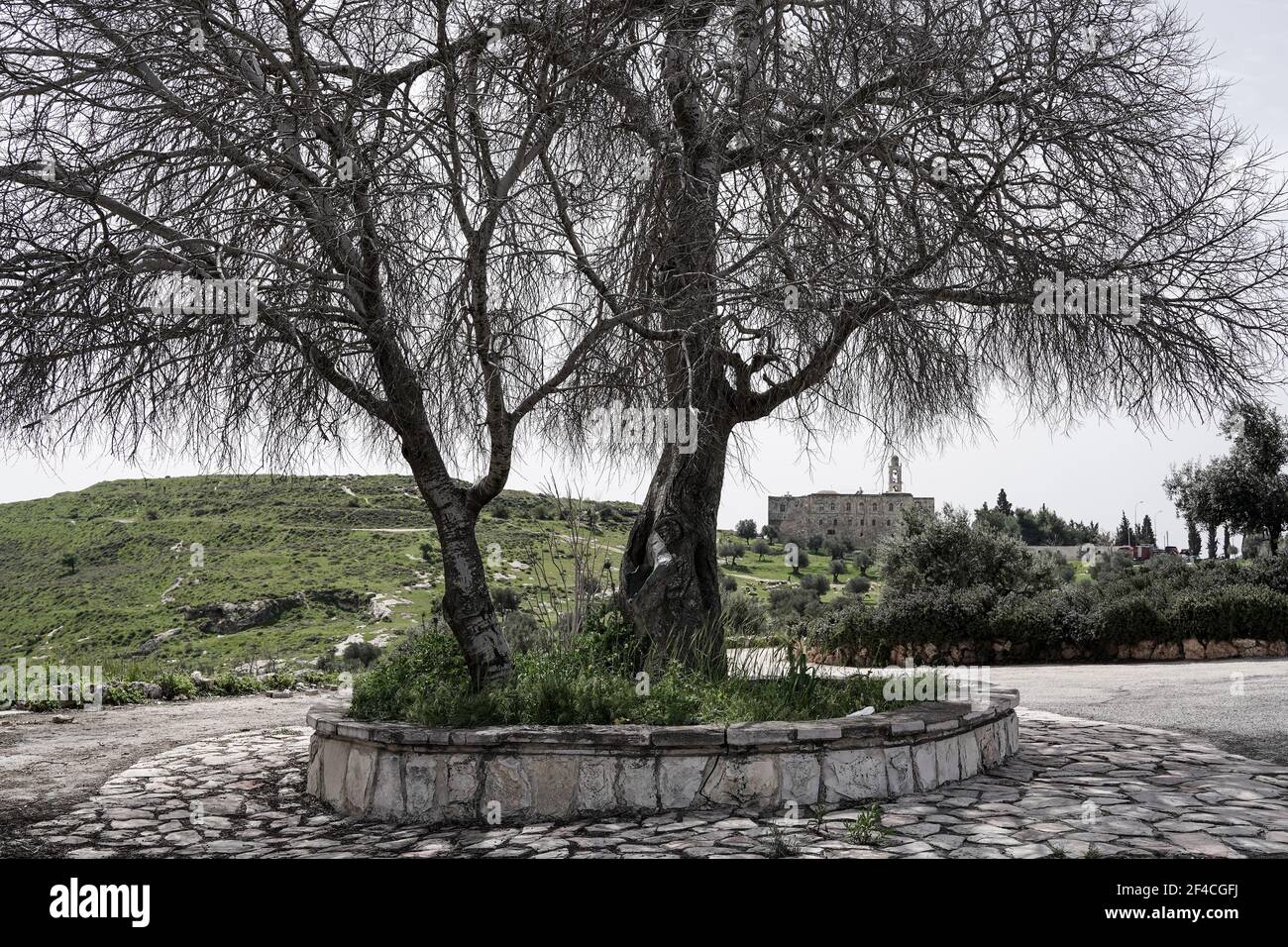 The Mar Elias Monastery is viewed through a Mediterranean hackberry ...