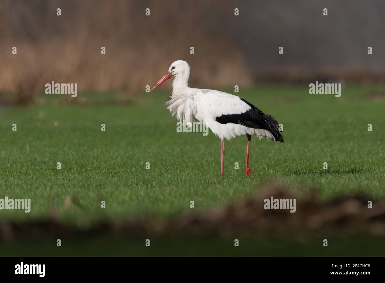 White stork standing in the meadow, photographed in the Netherlands ...