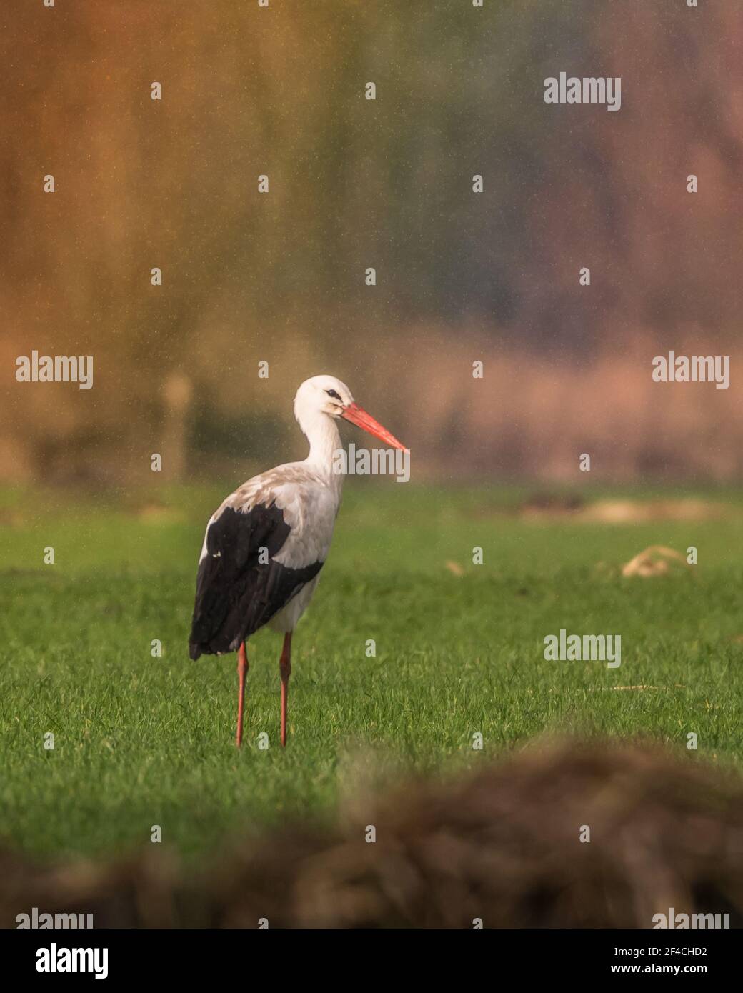 White stork standing in the meadow with the beautiful color of the ...